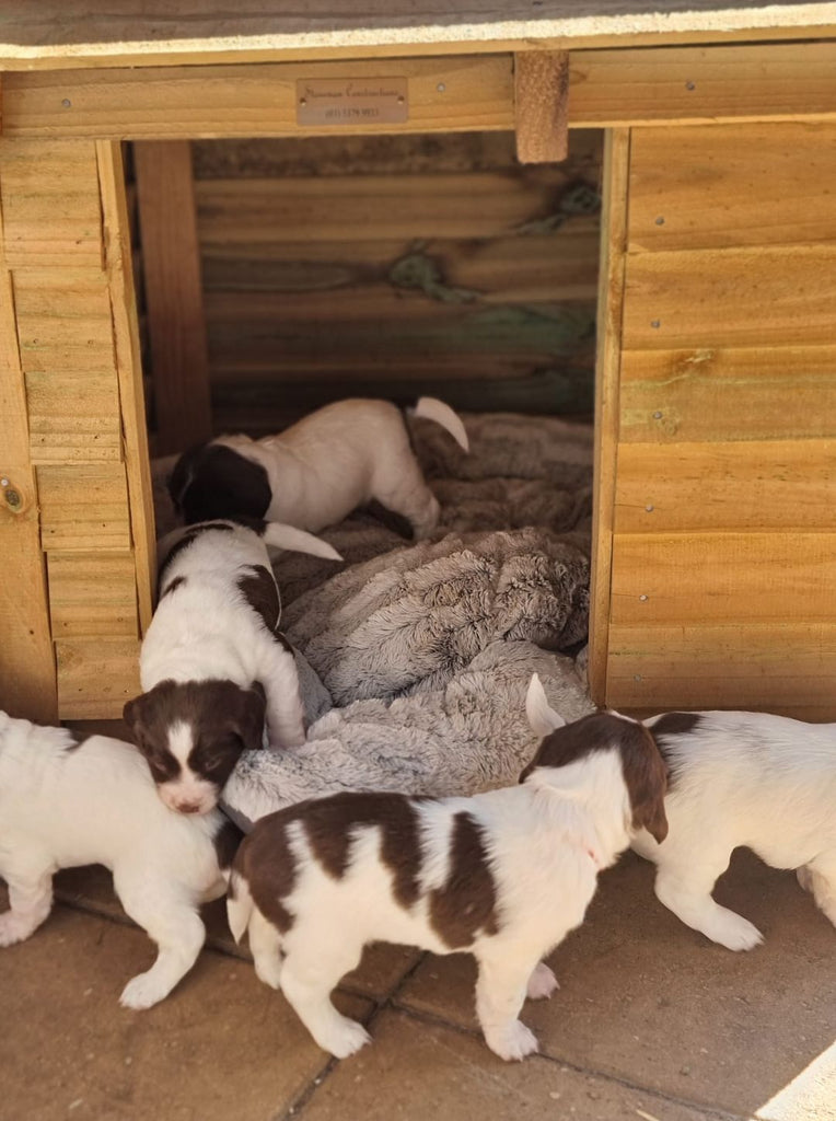 Little puppies loving their cosy home! – Stoneman Constructions