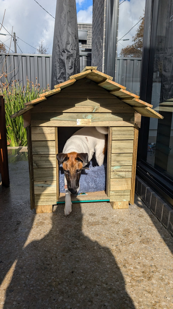 Beautiful puppy in his new dog kennel! – Stoneman Constructions