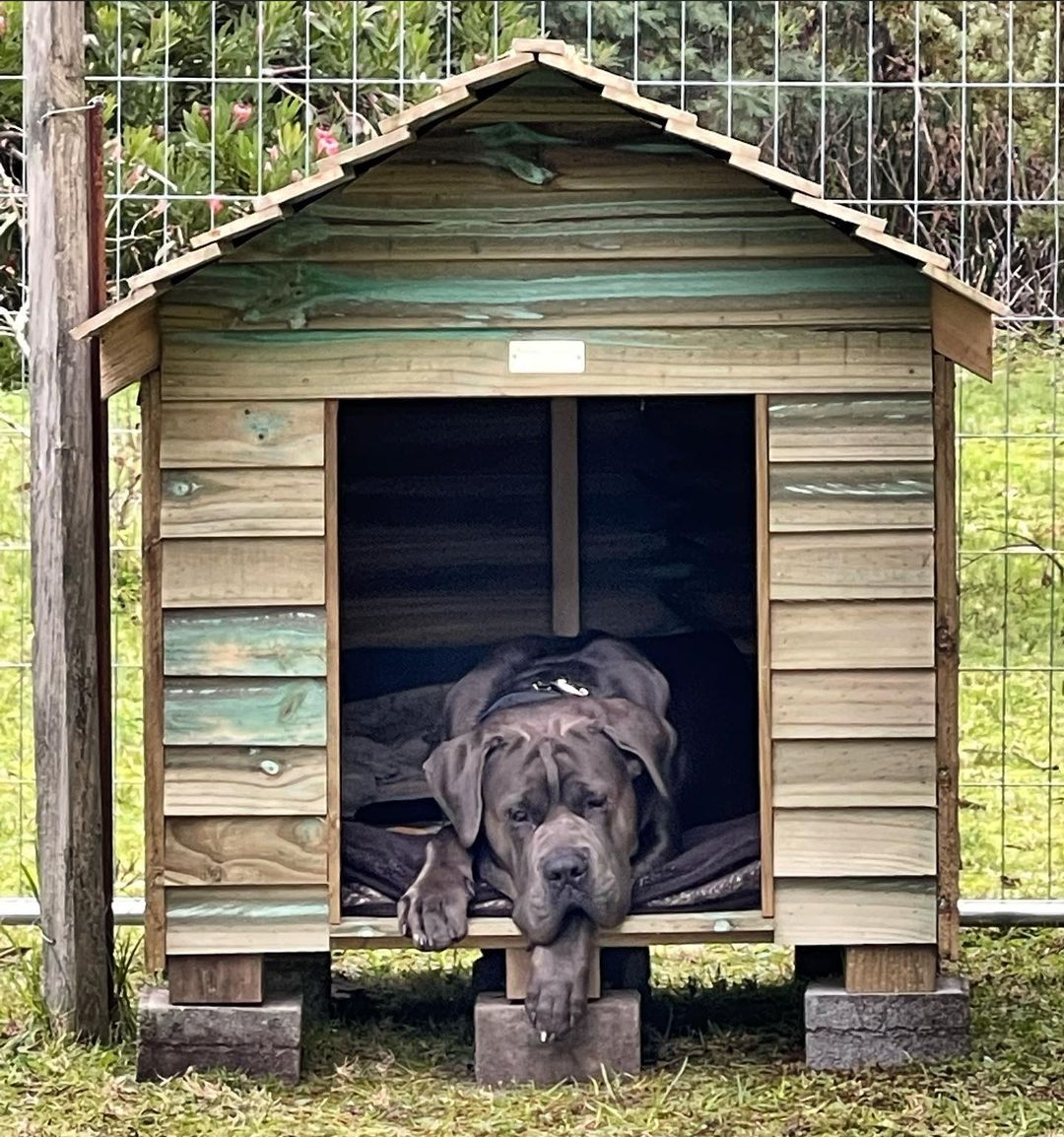 Stoneman Constructions Eco Wood Dog Kennels